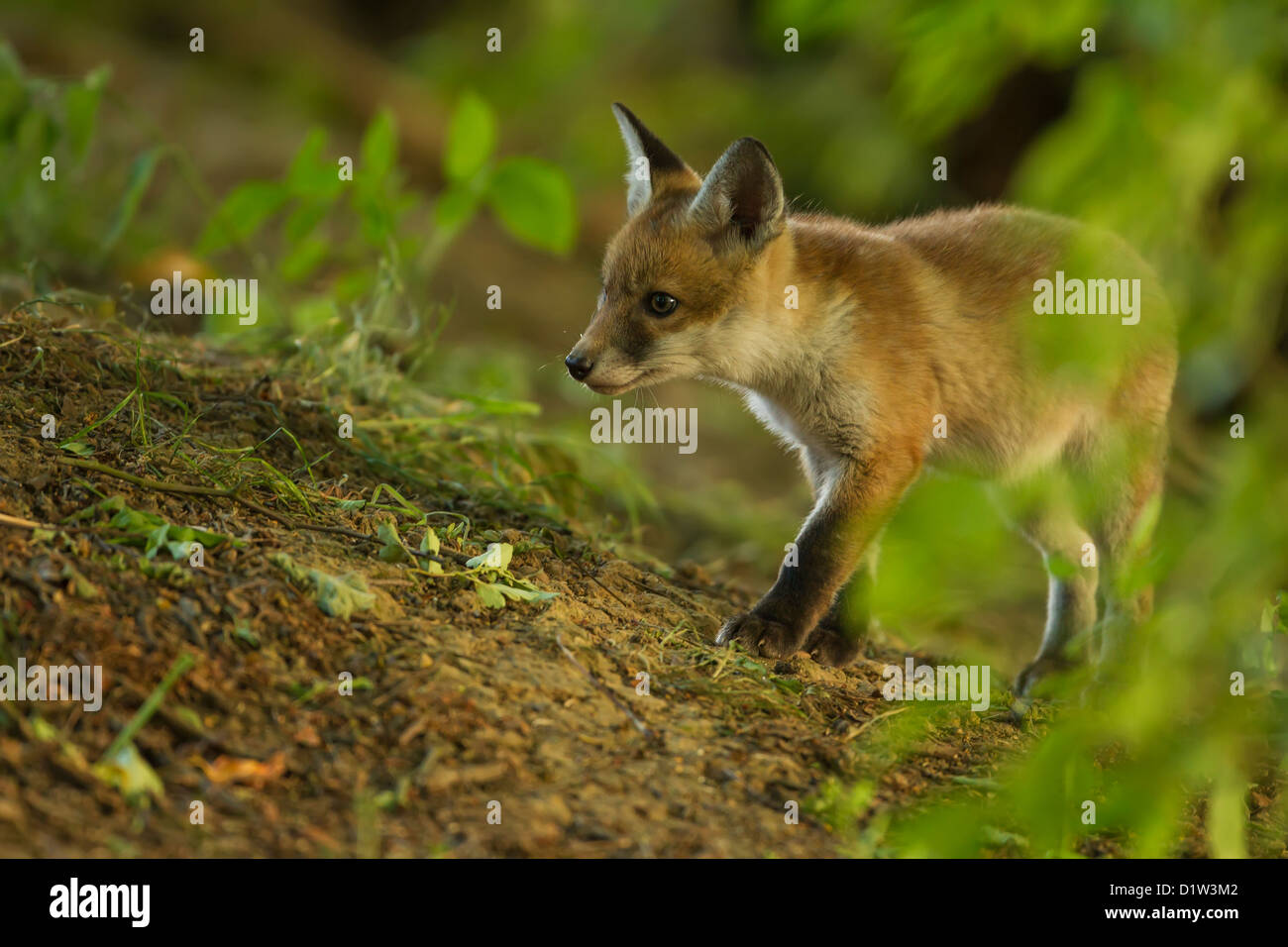 Young Red Fox Cub exploring around the den (Vulpes vulpes Stock Photo - Alamy