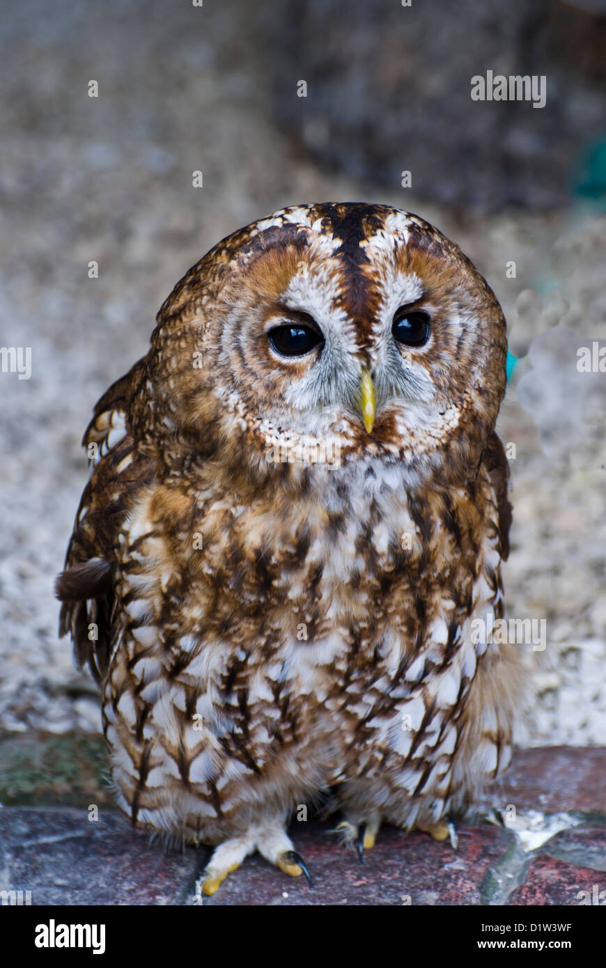 Male Tawny Owl (Strix aluco Stock Photo - Alamy