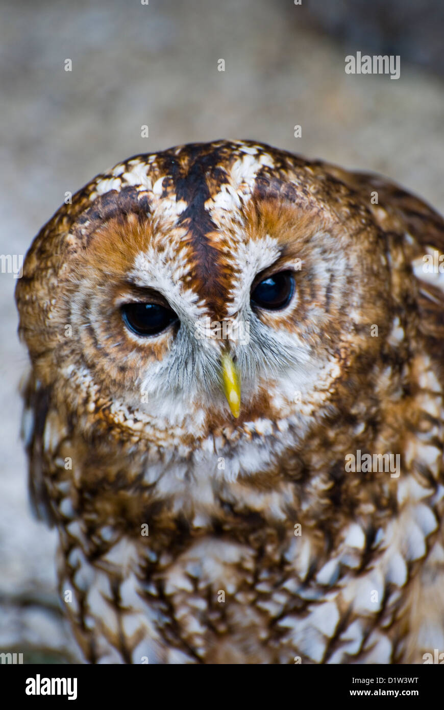 Male Tawny Owl (Strix aluco Stock Photo - Alamy