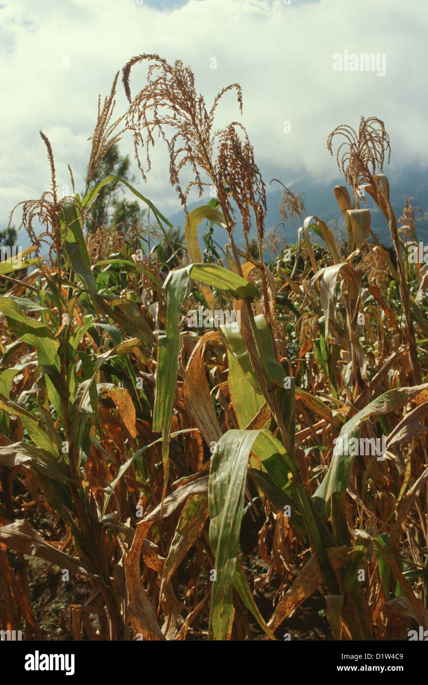 Plant guatemala hi-res stock photography and images - Alamy