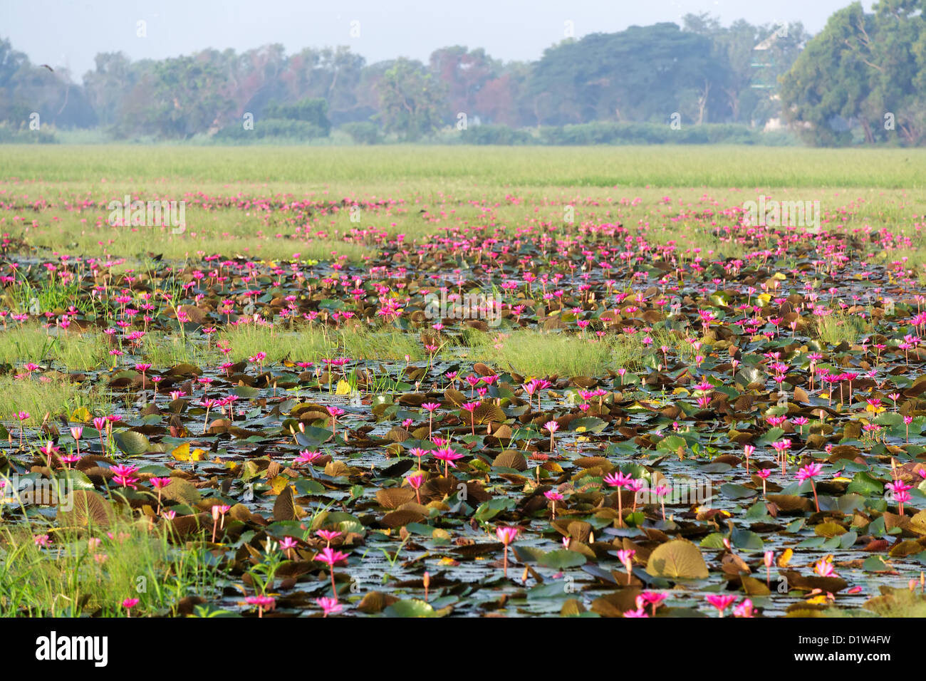 tropical lake landscape with water lily field, Boraphet, Thailand Stock ...