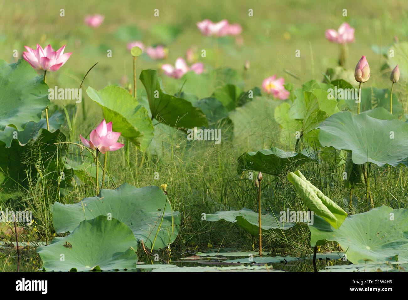 Lotus flowers in wild tropical meadow Stock Photo - Alamy