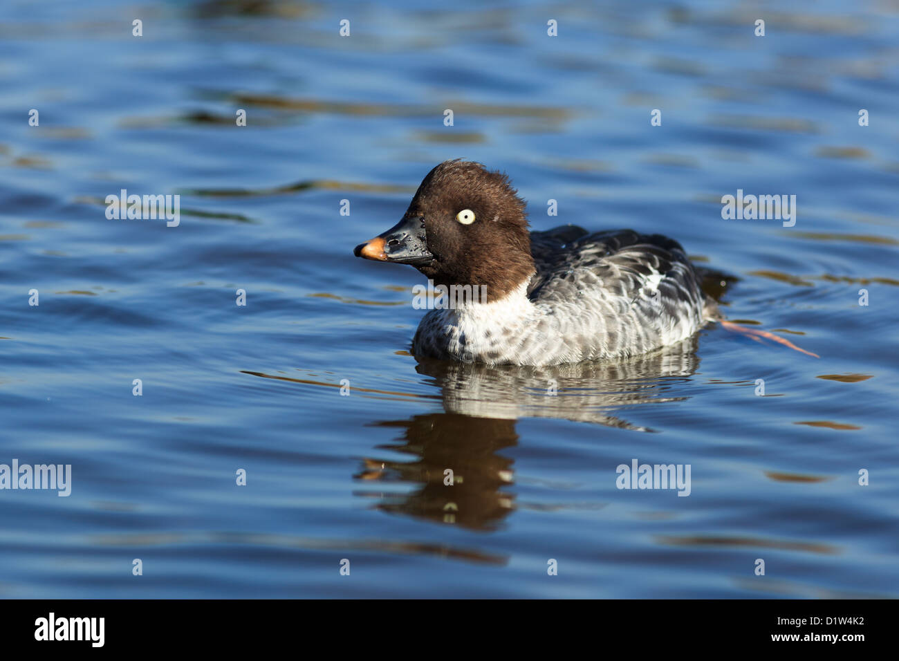 Bucephala clangula Common Goldeneye, female Stock Photo - Alamy