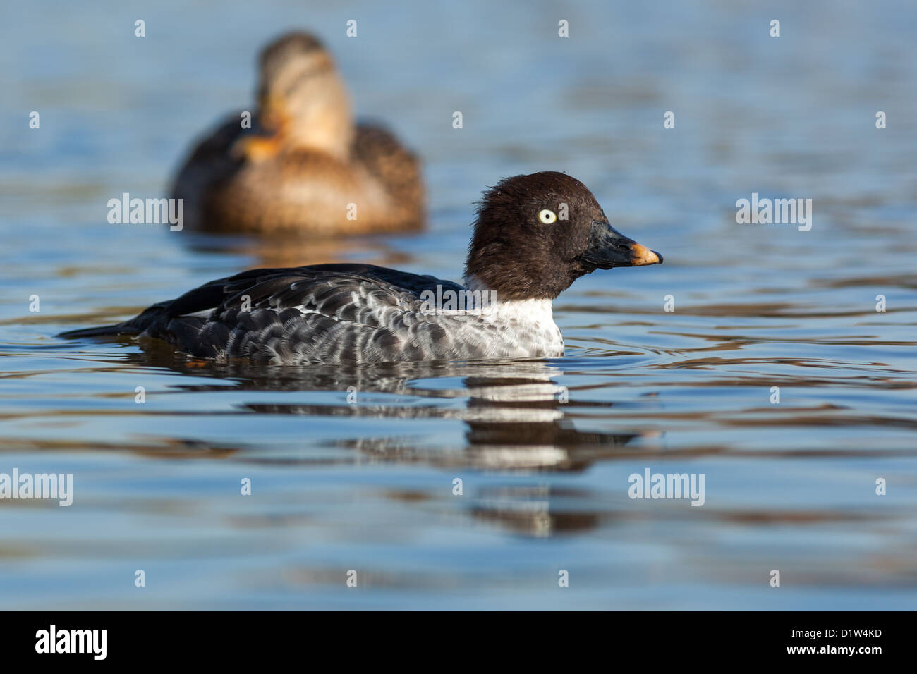 Bucephala clangula Common Goldeneye, female Stock Photo - Alamy