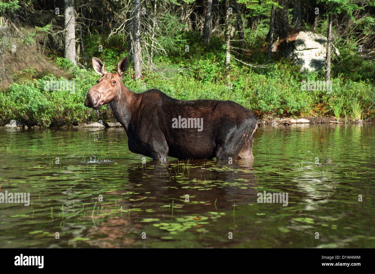 Algonquin Park, Canada, moose standing in water Stock Photo - Alamy