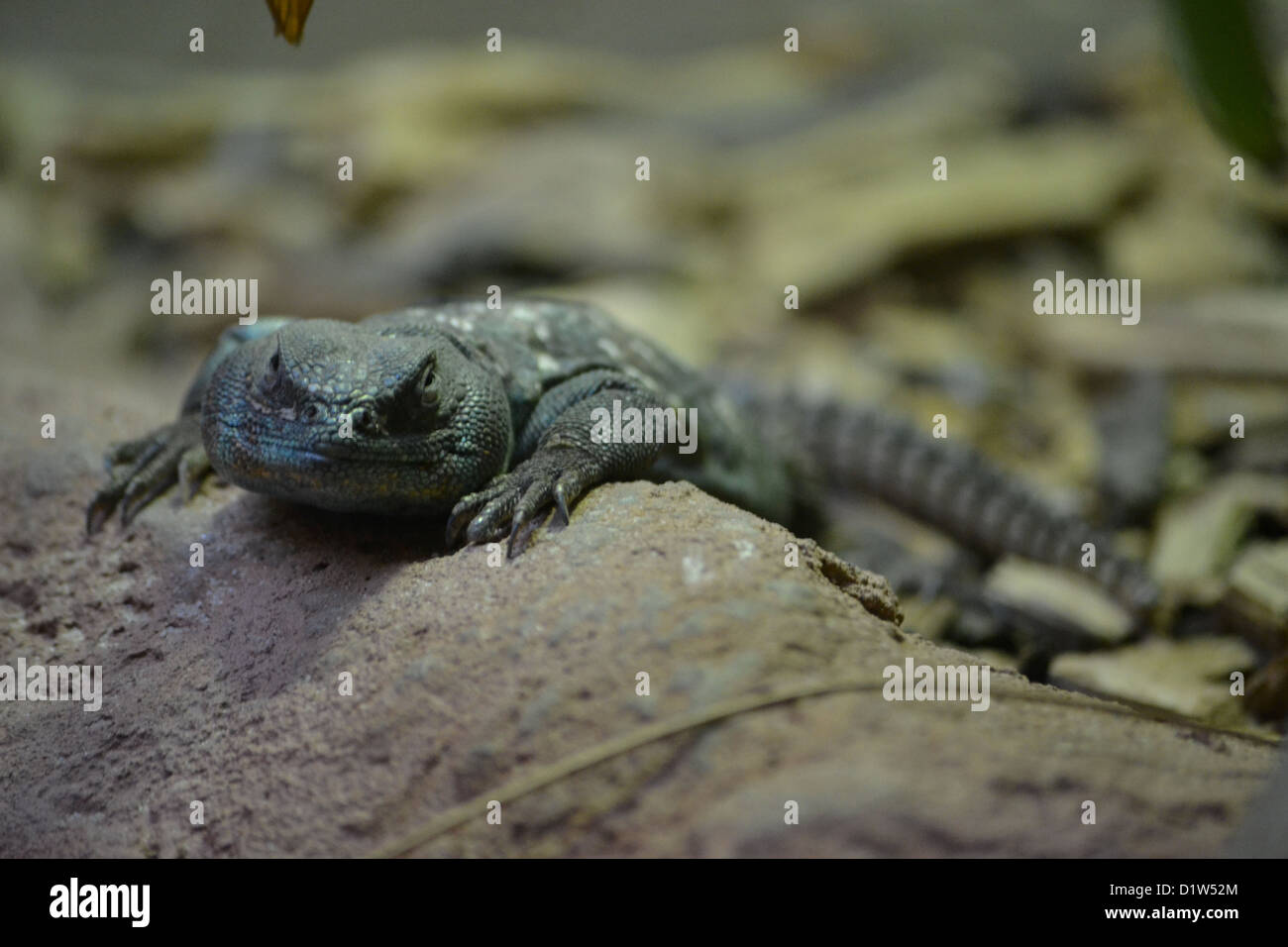 Uromastyx ocellata hi-res stock photography and images - Alamy