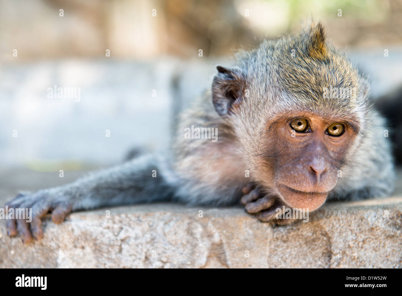 Monkey looking at camera hi-res stock photography and images - Alamy