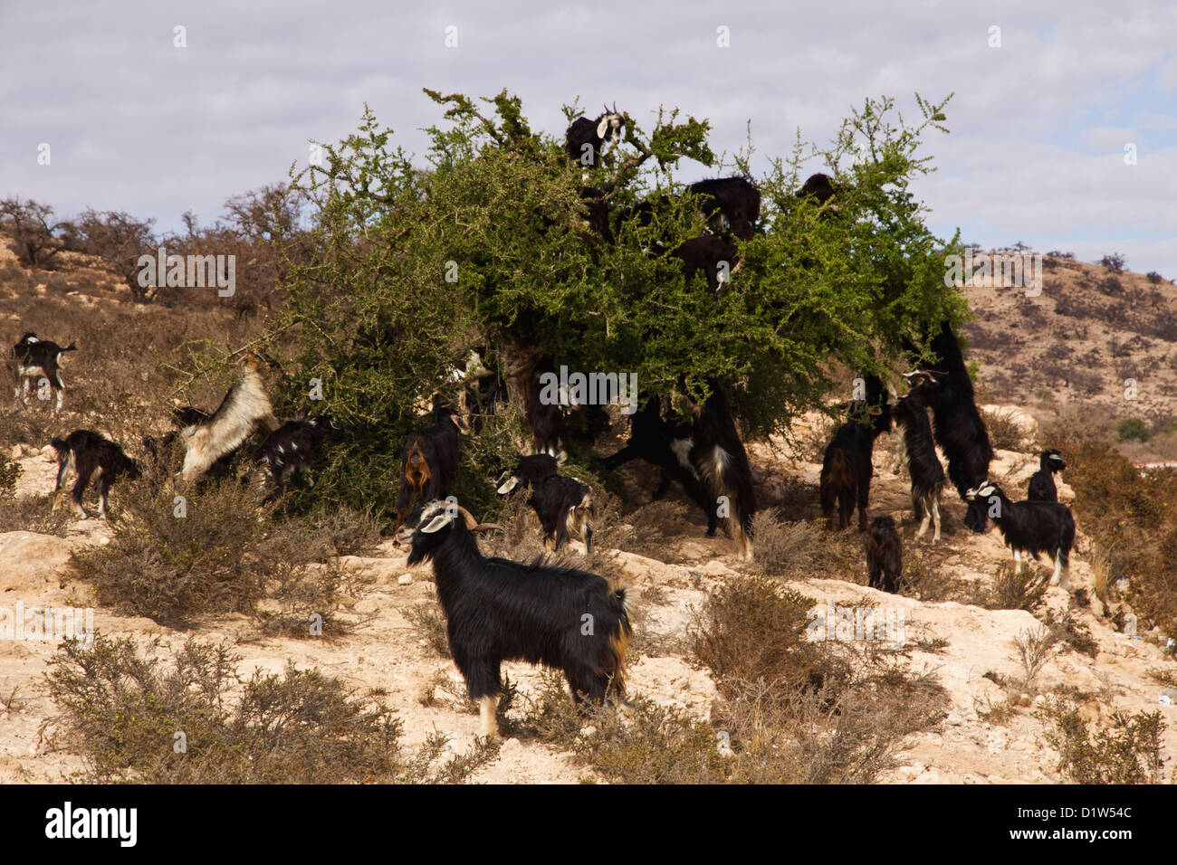 Goats eating the fruit of the Argan Tree (argania spinosa Stock Photo ...
