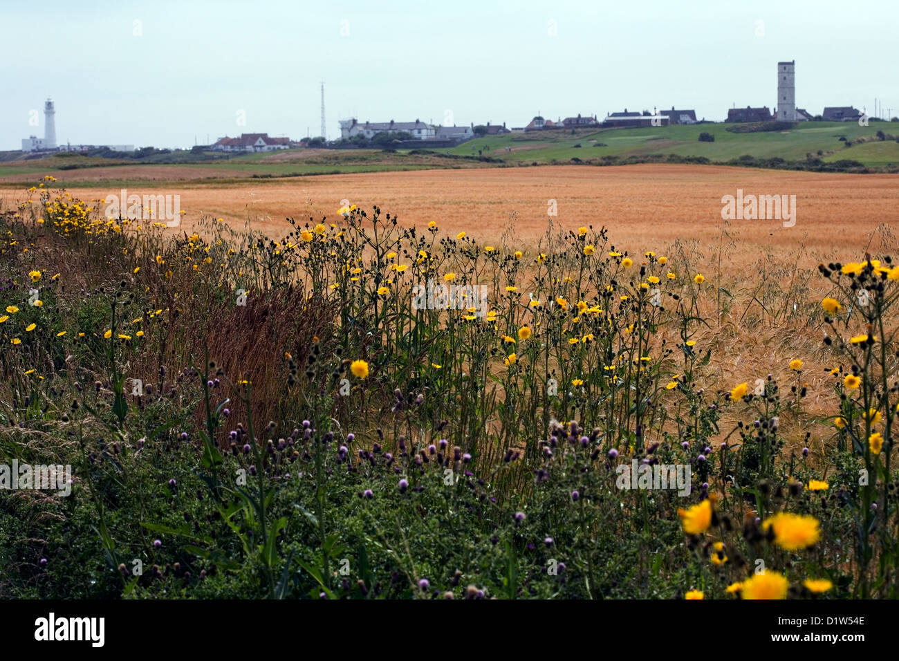 Perennial Sow-thistle in a field near Flamborough Head East Yorkshire ...