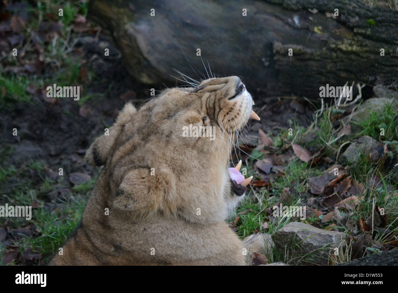 Asiatic Lioness Roaring Stock Photo - Alamy