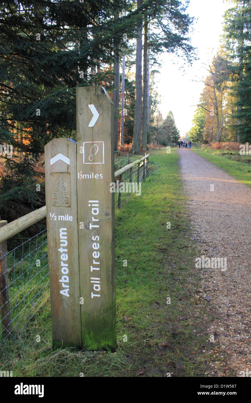 Tall Trees Trail in The New Forest National Park Hampshire England UK ...