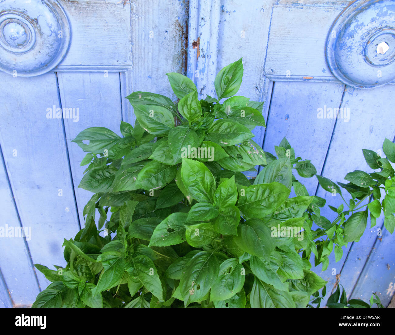 Mint growing against an old blue door, Crete, Greece Stock Photo - Alamy