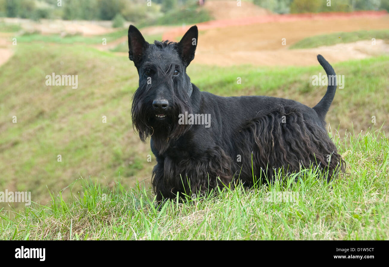 Scottie dog hi-res stock photography and images - Alamy