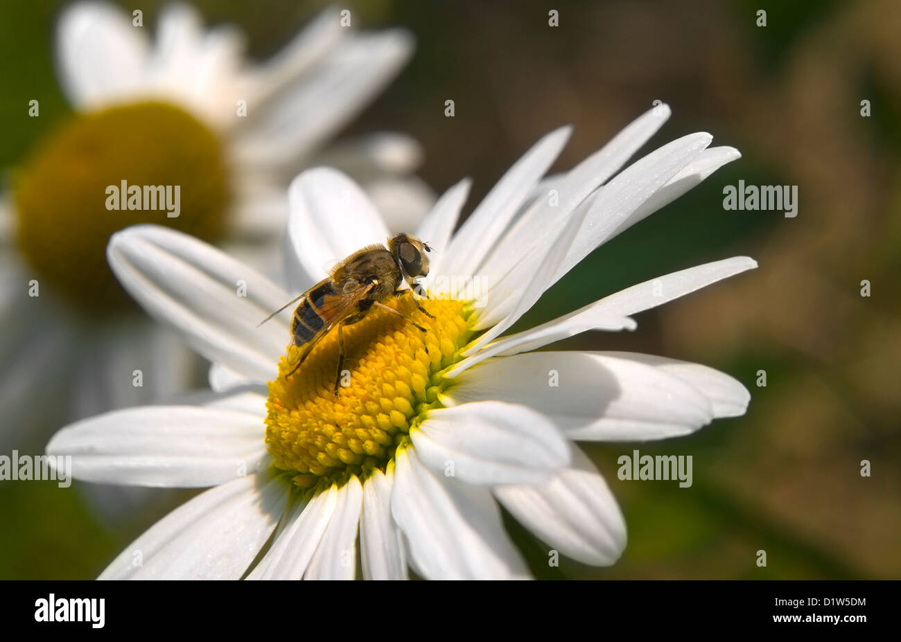 Little working bee hi-res stock photography and images - Alamy