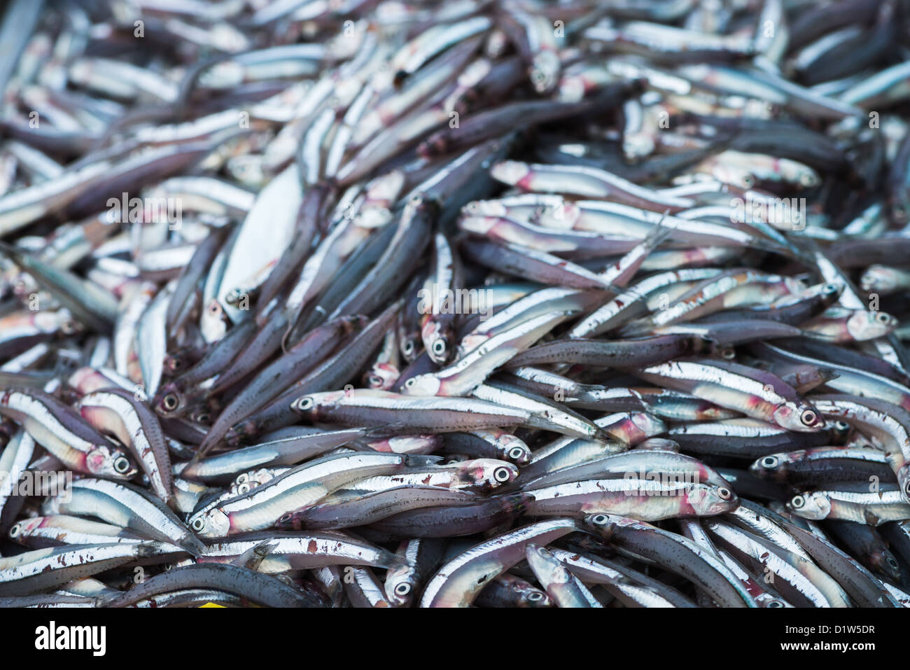 Fresh raw small fish background on market place Stock Photo - Alamy