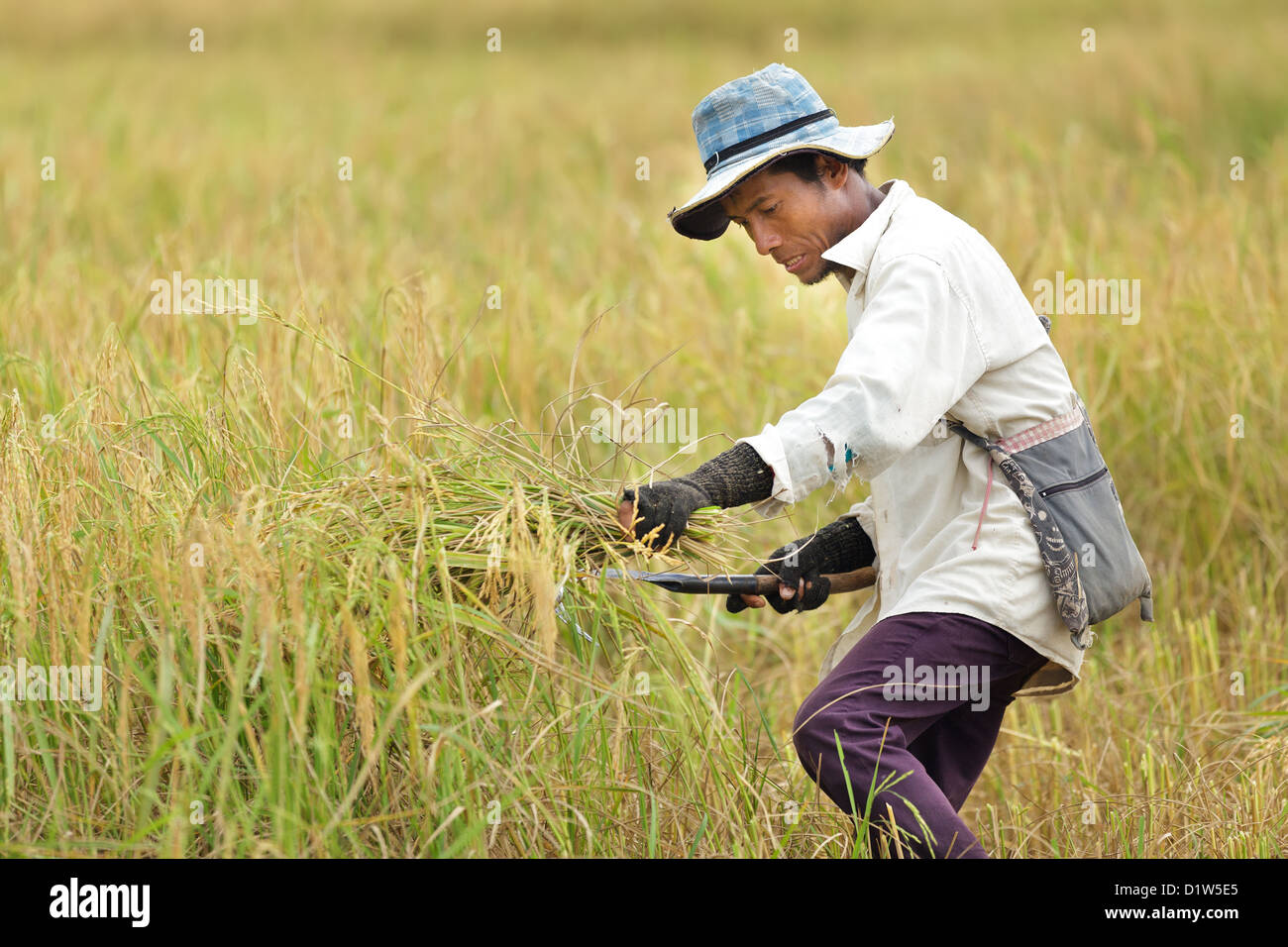 Farmer harvesting rice in Thailand Stock Photo - Alamy