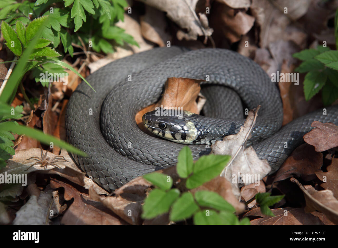 Grass snake germany natrix natrix hi-res stock photography and images ...