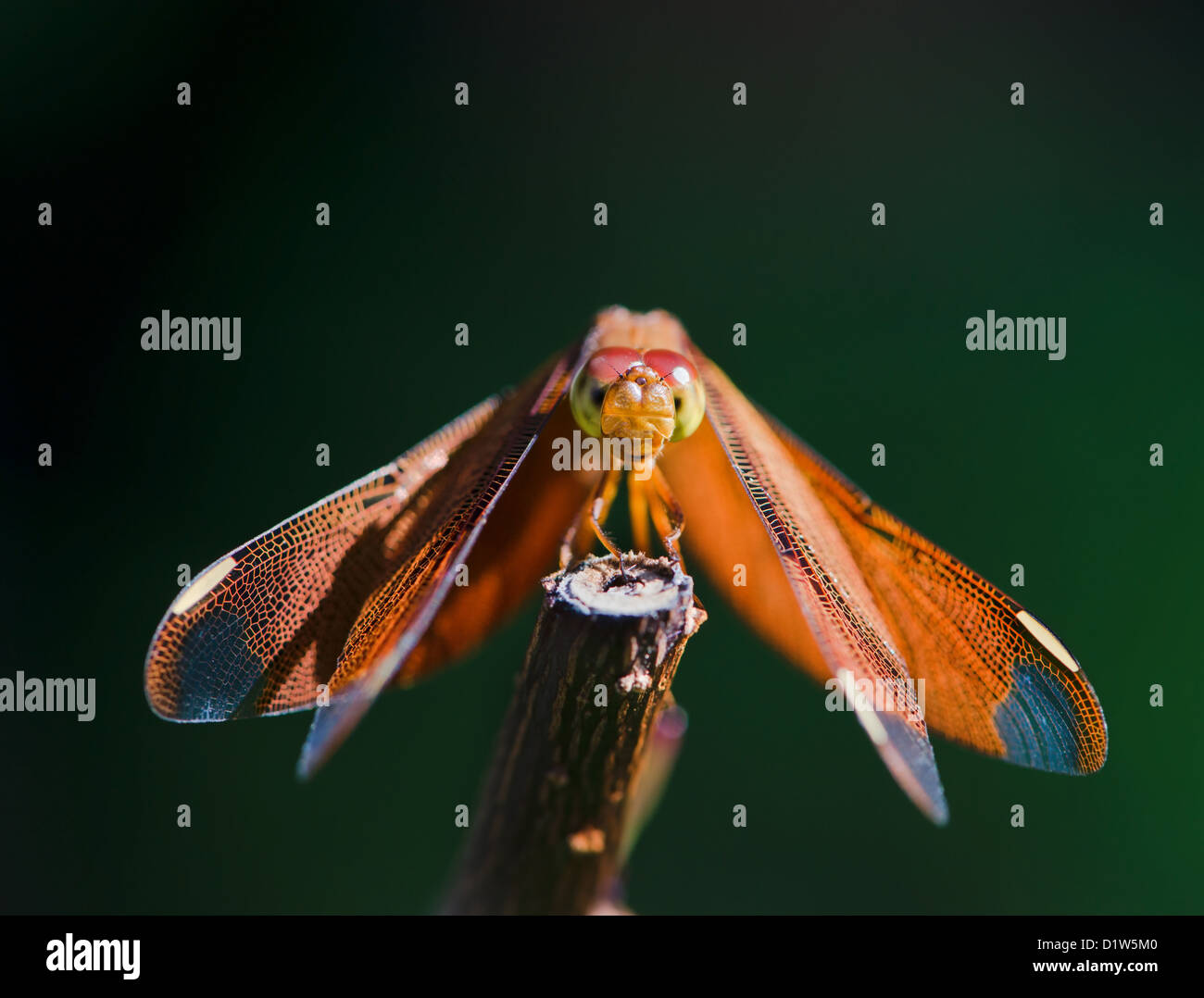 Dragonfly front hi-res stock photography and images - Alamy