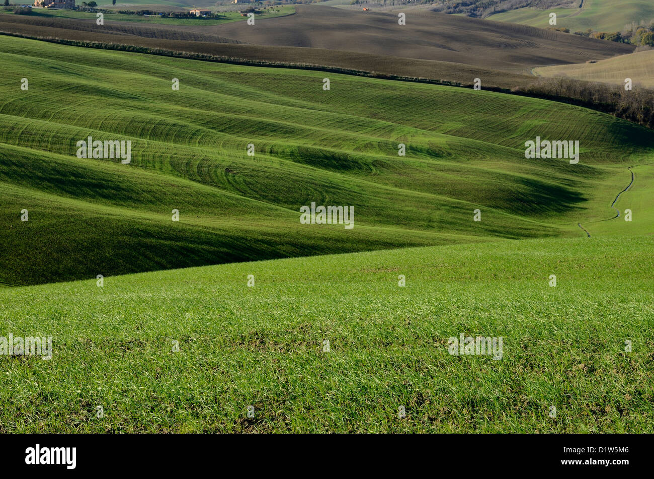 A typical green hillside landsdscape in Tuscany Stock Photo - Alamy