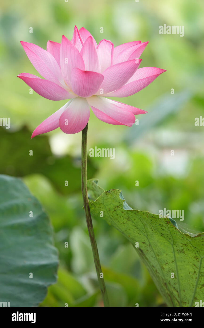 Do Lotus Flowers Grow In Swamps at Earl Sigala blog