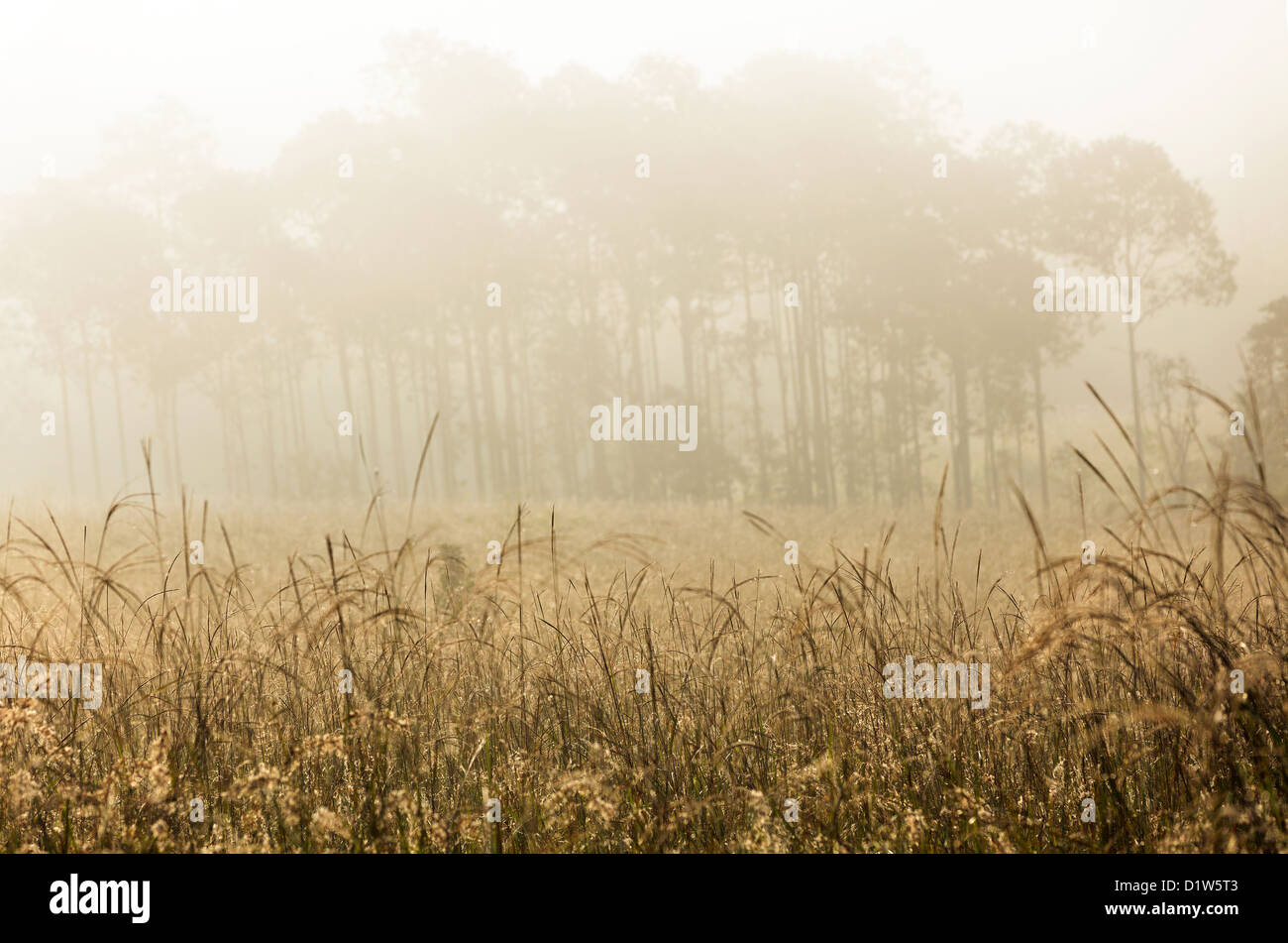 tropical meadow and forest in morning fog, Salaeng Luang, Thailand ...