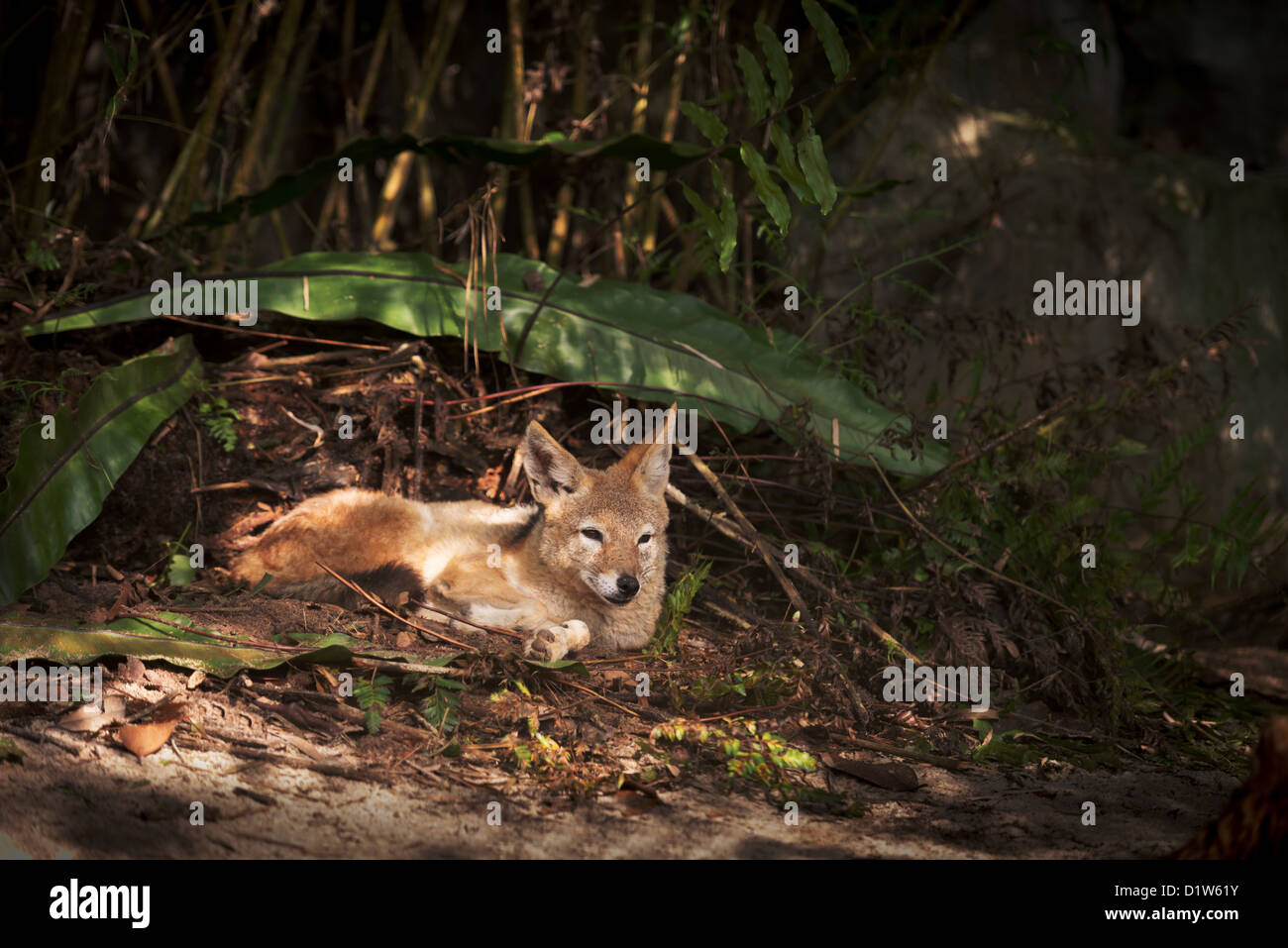 Resting golden jackal in dark forest Stock Photo - Alamy