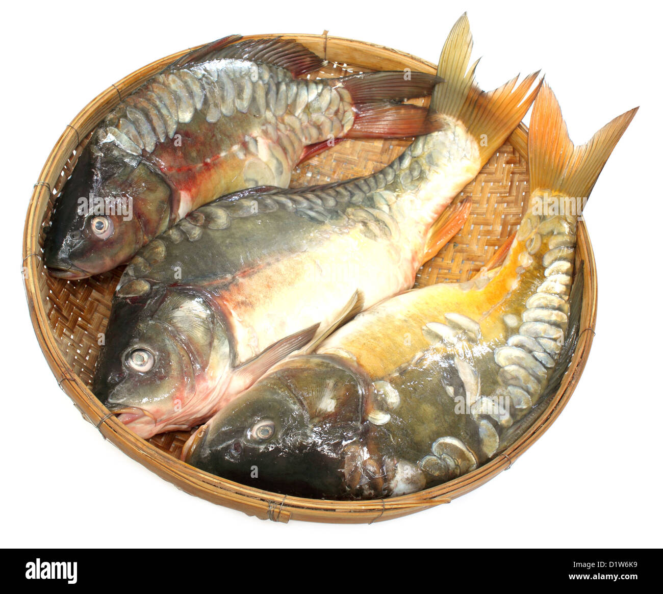 Mirror carp Cut Out Stock Images & Pictures - Alamy
