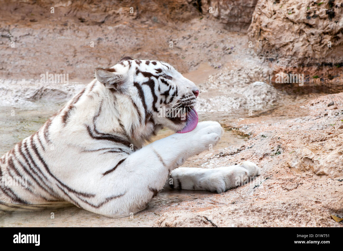Tiger head shot hi-res stock photography and images - Alamy