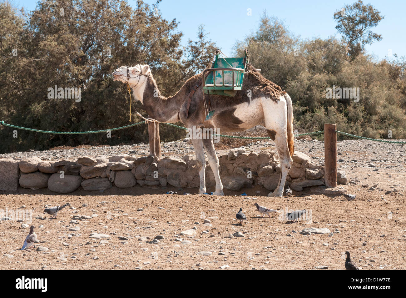Camel with seat harnessed awaiting tourists for a camel ride / tour ...