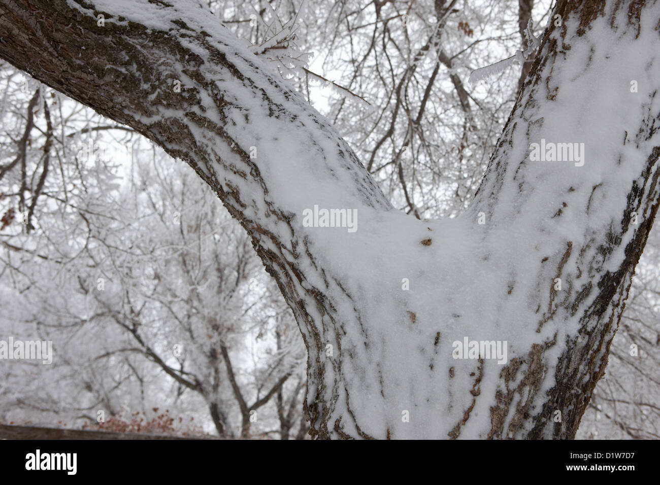 Side of tree hi-res stock photography and images - Alamy