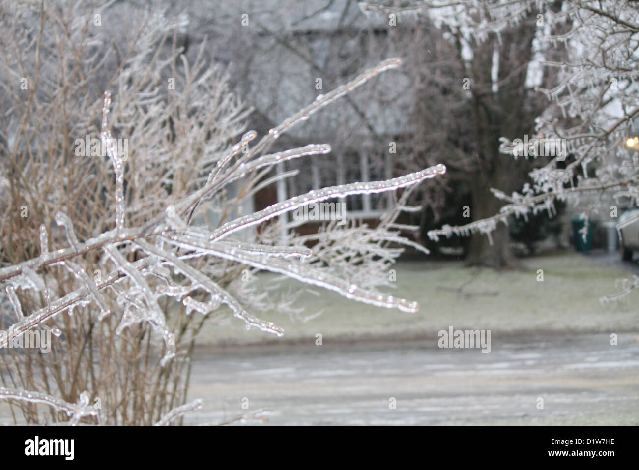 Branches of a small tree covered with a coating of ice after a downpour ...