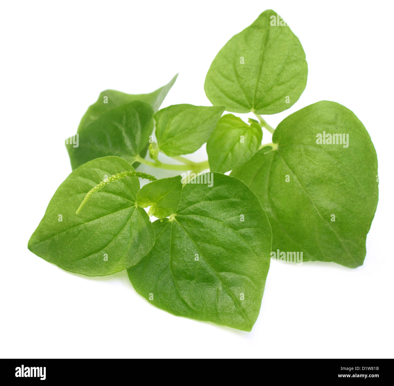 Piper stylosum or peperomia over white background Stock Photo - Alamy