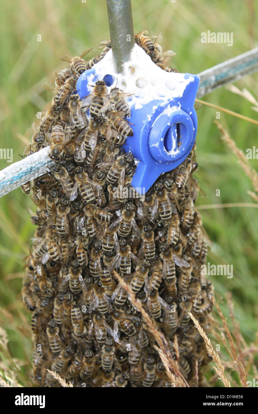 Bee form hi-res stock photography and images - Alamy
