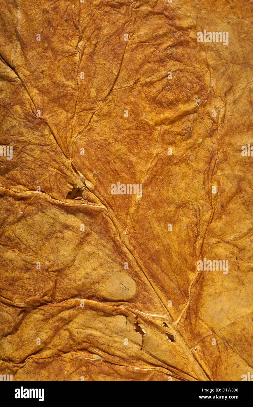 Tobacco Leaf Texture