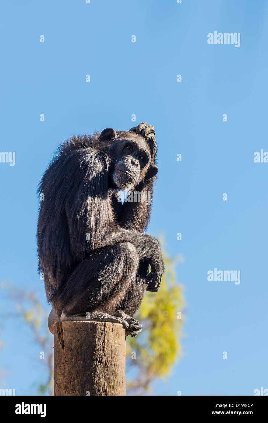 Spain, Andalucia - Fuengirola BioPark zoo. Chimp scratching head Stock ...