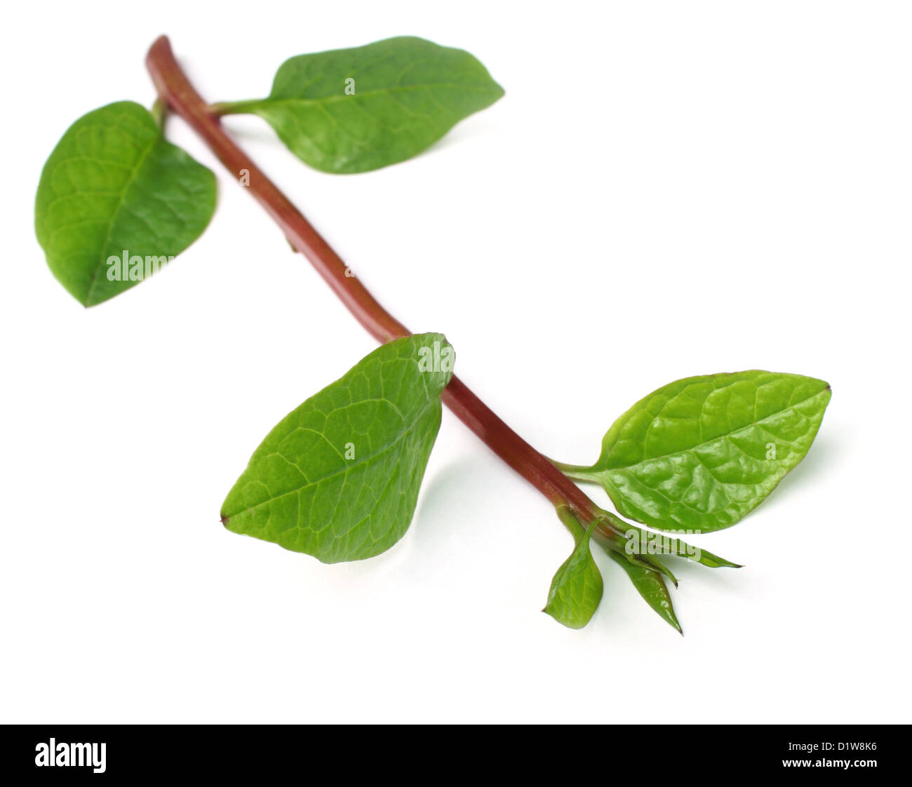 Basella alba or malabar spinach over white background Stock Photo - Alamy