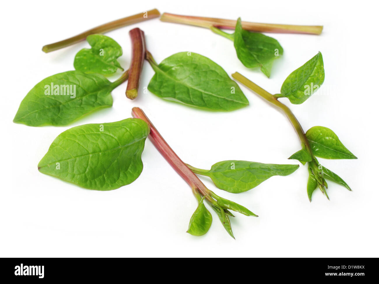 Basella Alba Stock Photos & Basella Alba Stock Images - Alamy
