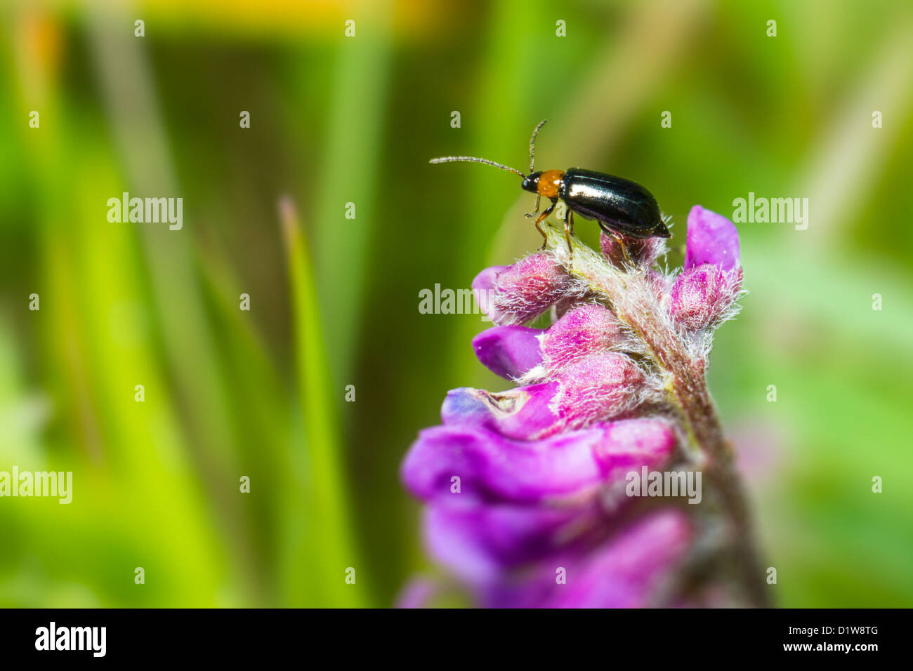 Insect launch pad hi-res stock photography and images - Alamy