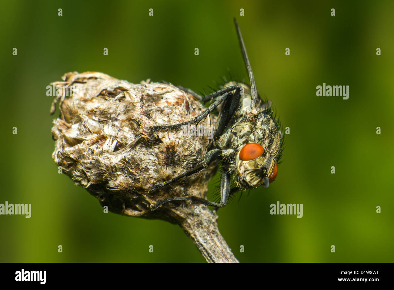 Red eye fly Stock Photo - Alamy