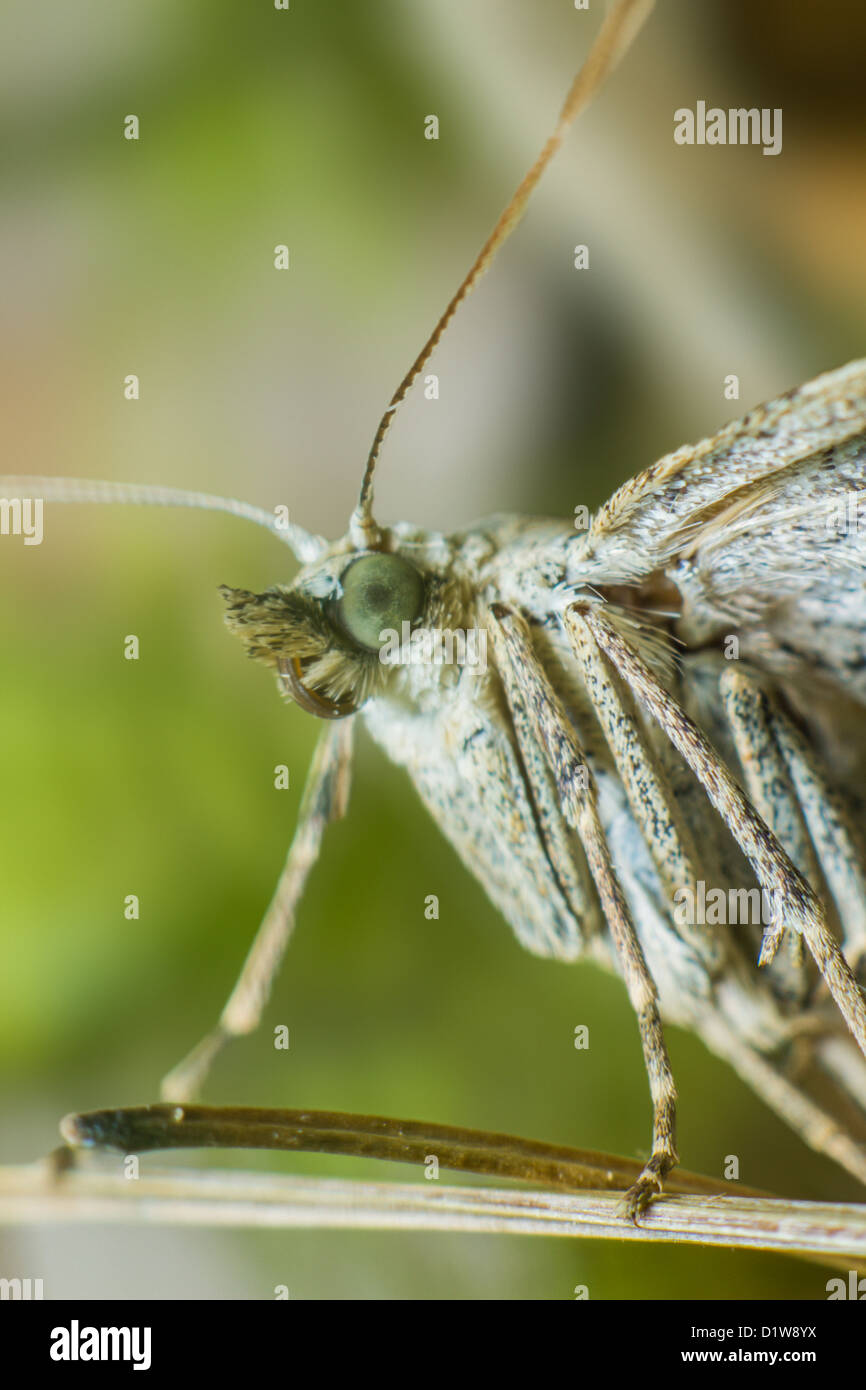 Portrait of a butterfly Stock Photo - Alamy