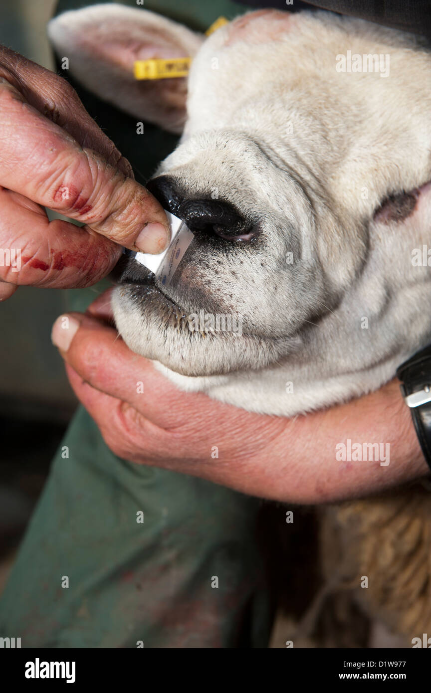 Shepherd smearing blood onto a sample sheet from ram to be genotyped ...