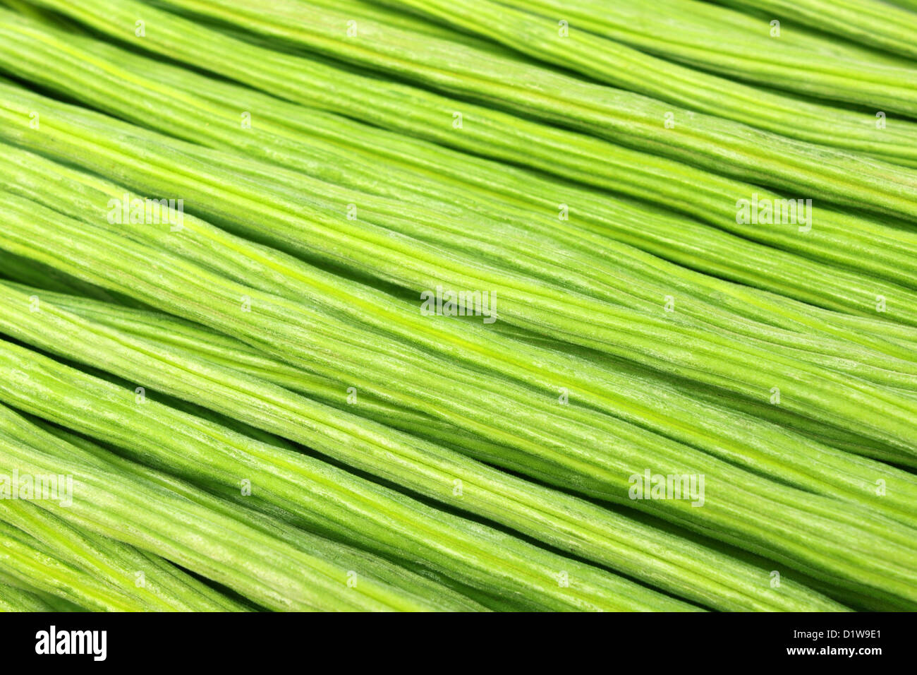 Moringa Oleifera or sonjna Stock Photo - Alamy