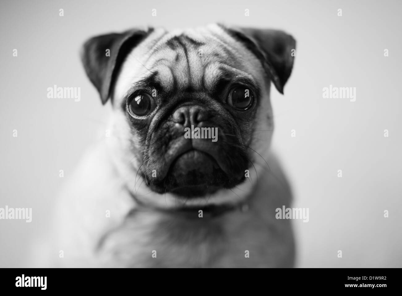 Dog eye Black and White Stock Photos & Images - Alamy