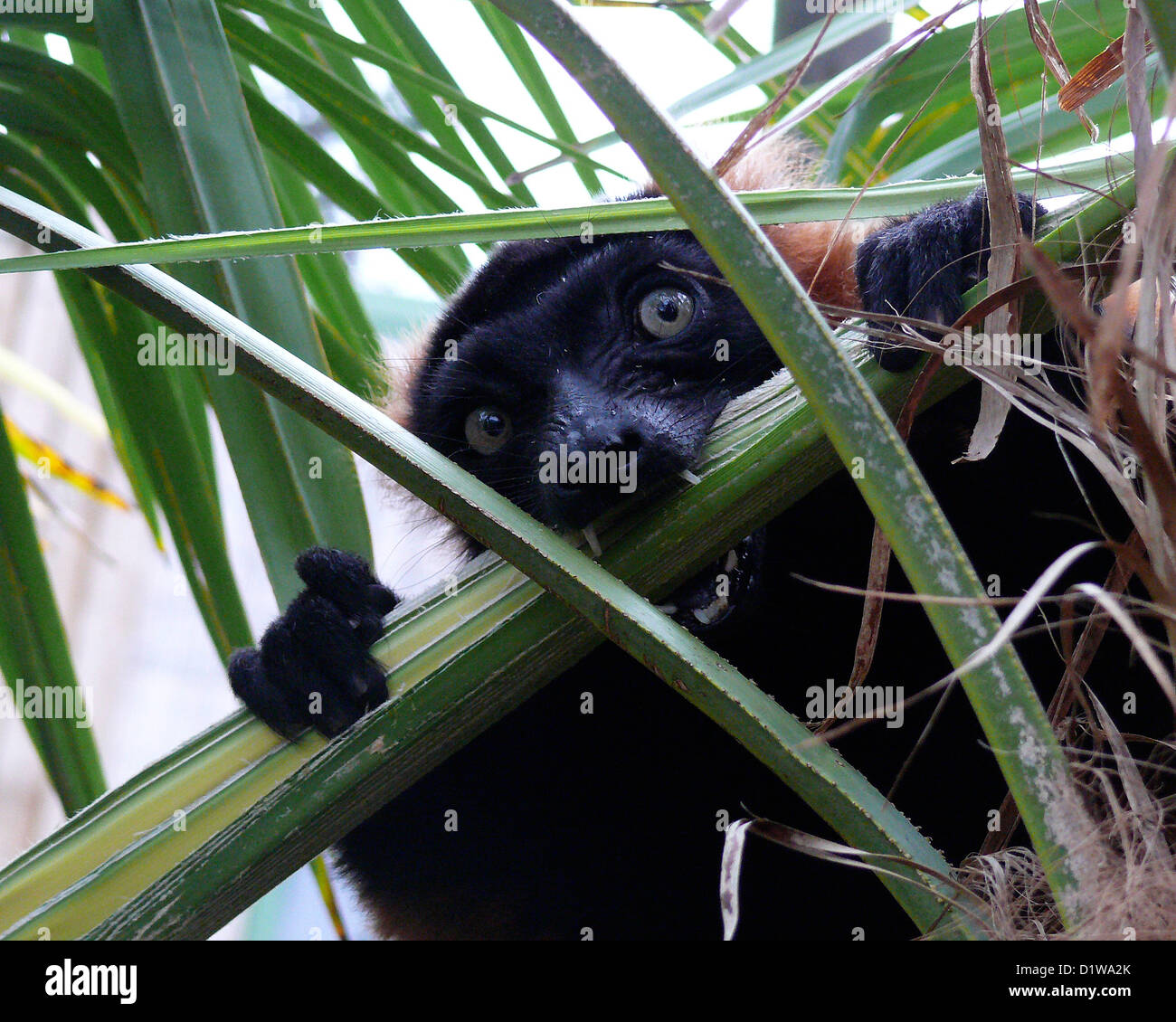 Red ruffed lemur teeth hi-res stock photography and images - Alamy
