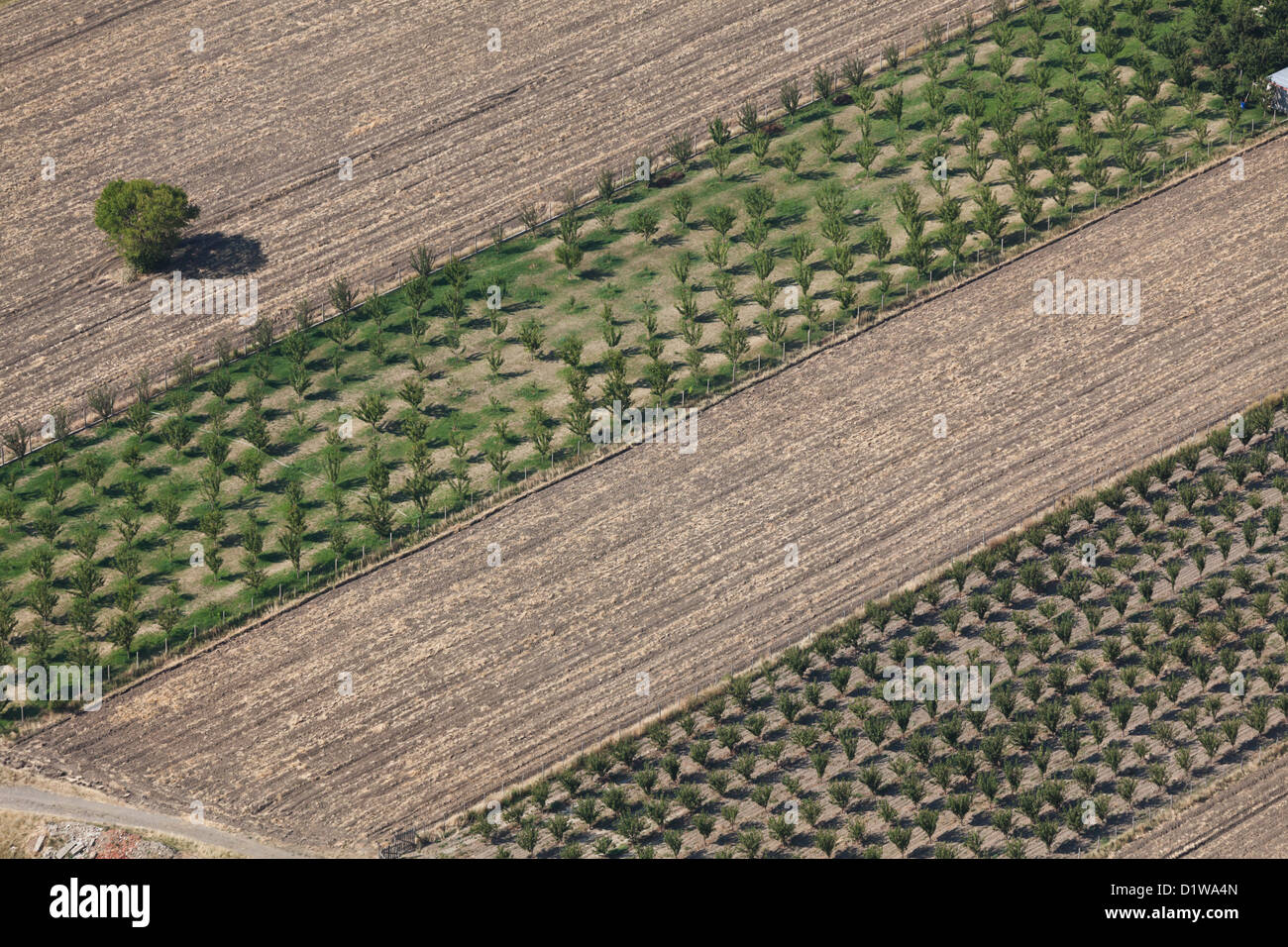Aerial view, tree on field Stock Photo - Alamy