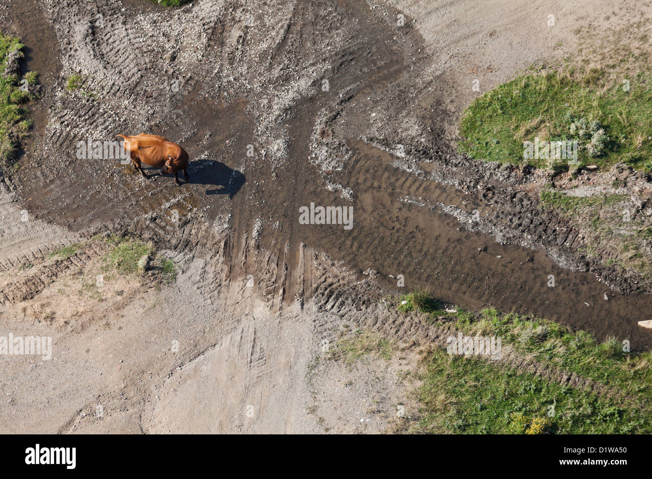 Aerial view, cow Stock Photo - Alamy