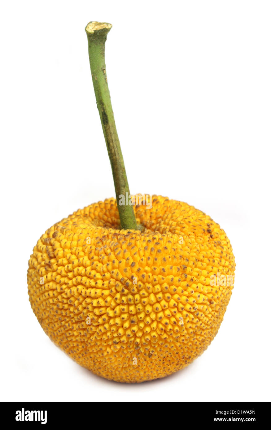 Small jackfruit known as Chambol in South Asia Stock Photo - Alamy