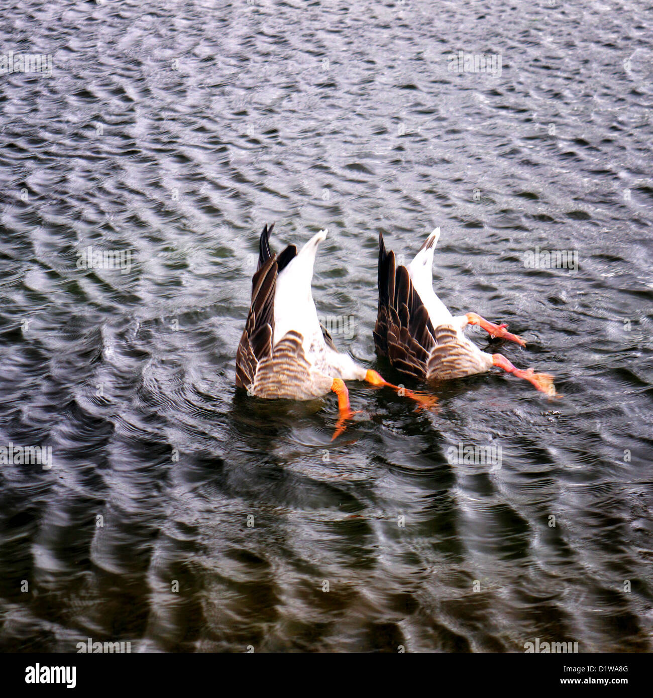 Bottom two heads hi-res stock photography and images - Alamy