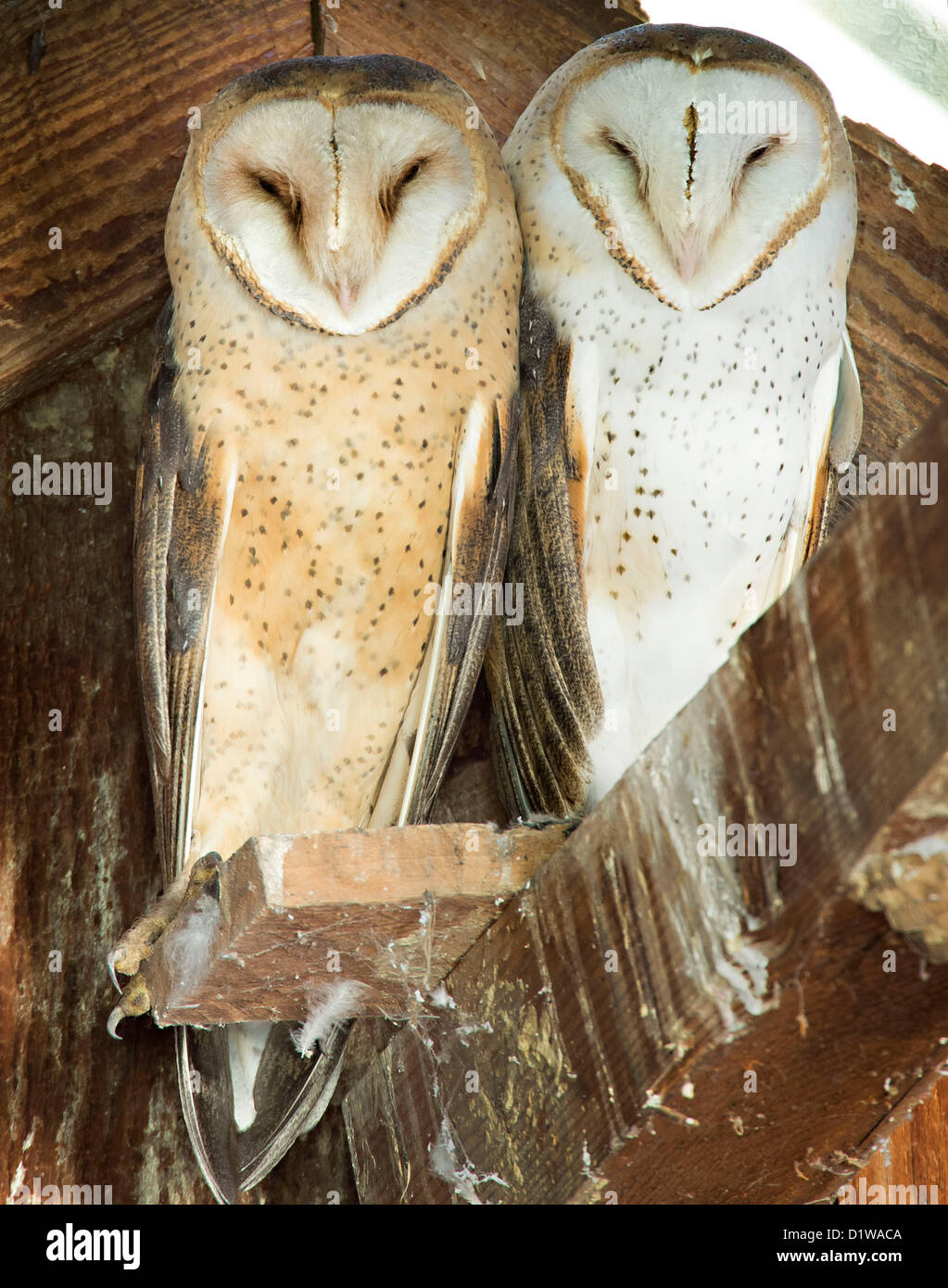 Jan. 6, 2013 - Roseburg, Oregon, U.S - A pair of wild barn owls perch ...