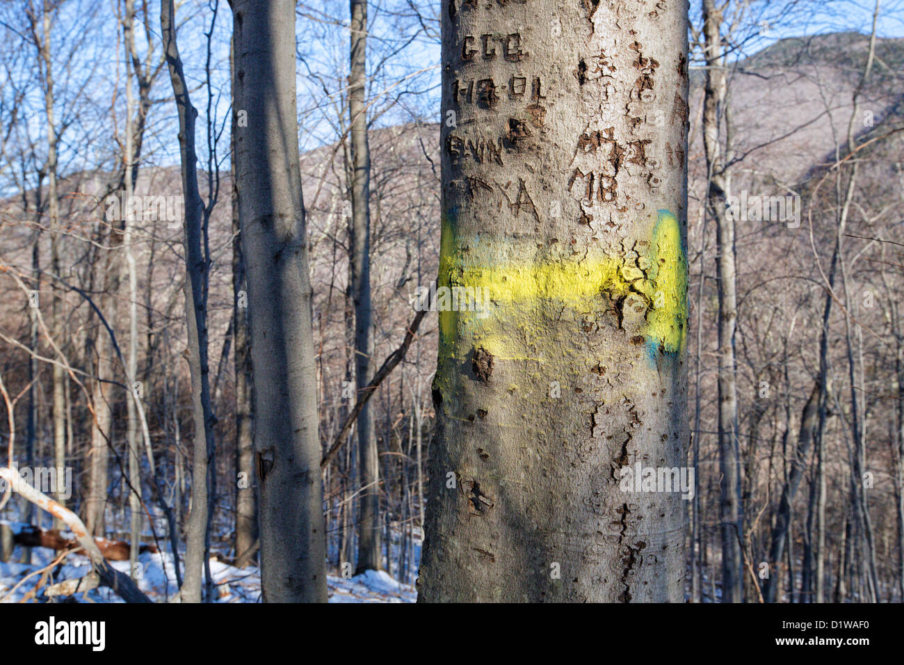 Trail Blaze along the Frankenstein Cliff Trail in the White Mountains ...
